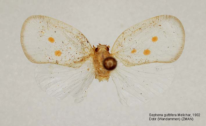 Papua Insects Foundation (Hemiptera/Auchenorrhyncha/leafhopper ...